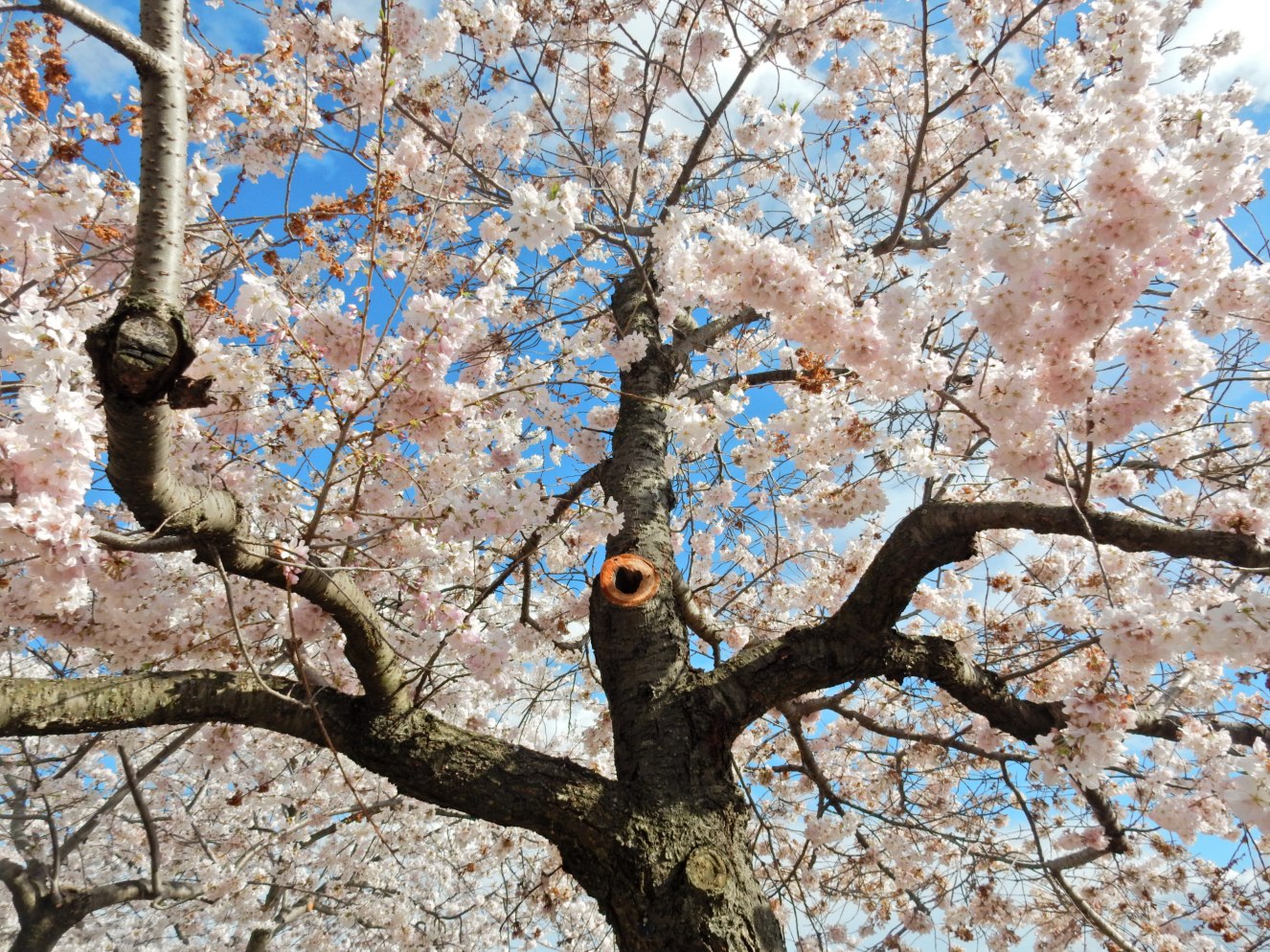 Spring Fling – Sarah In Style